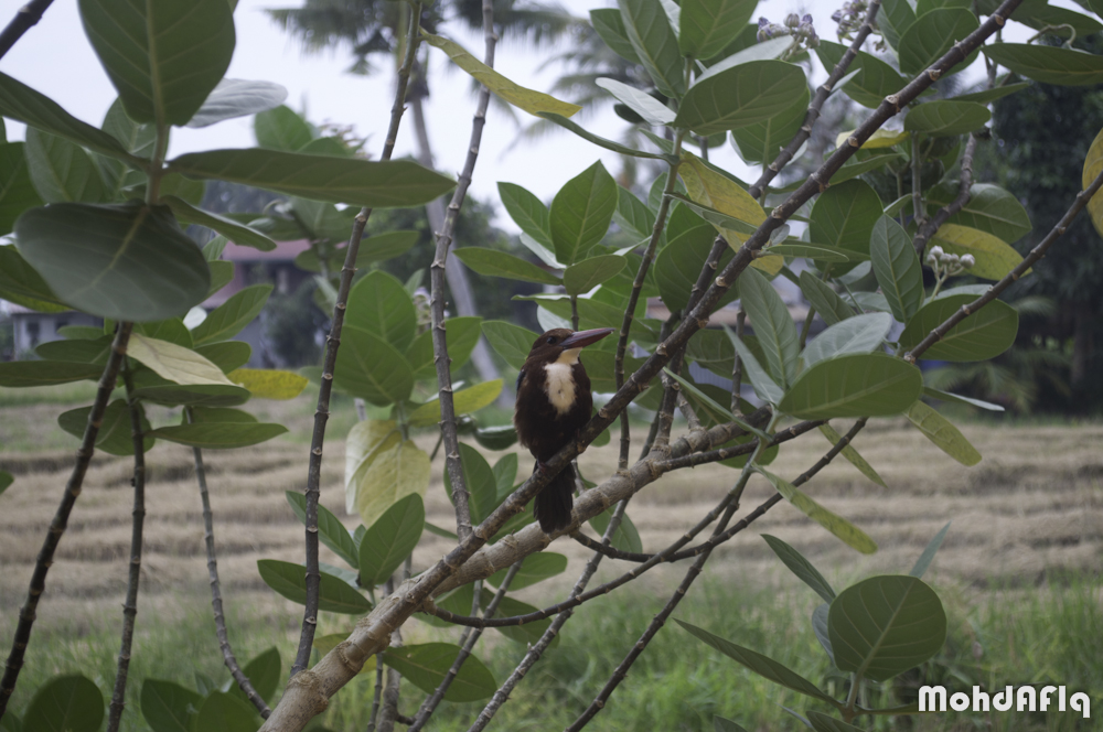 Burung Raja Udang. | Ku Mencari...