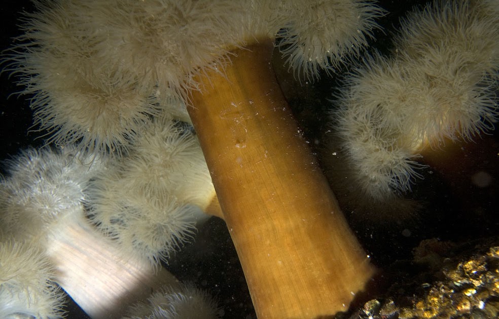 Mick's marine biology: The giant plumose anemone