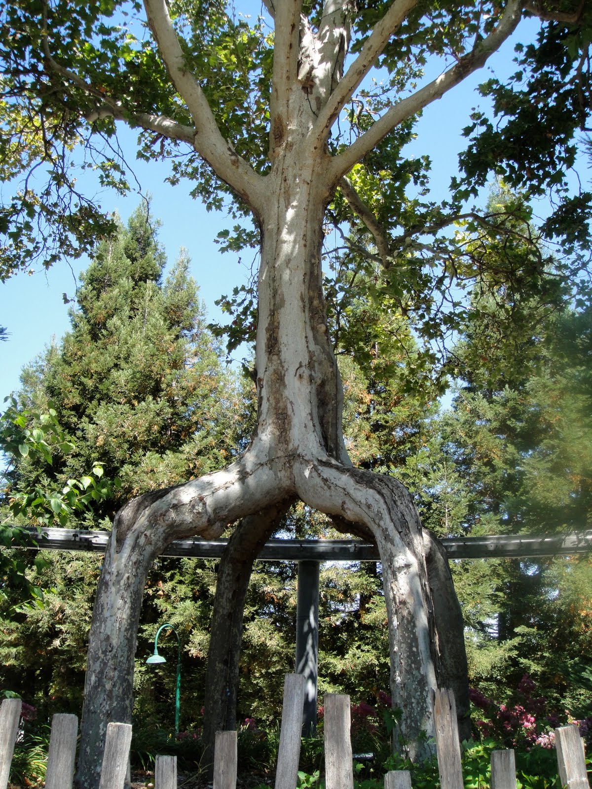 Living Livelier: Circus Trees