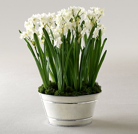 Living Livelier: DIY - Fresh Paperwhite Blooms for the Holidays!