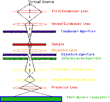 Queenora Kapsul: mekanisme kerja SEM