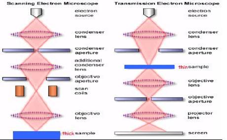Queenora Kapsul: mekanisme kerja SEM