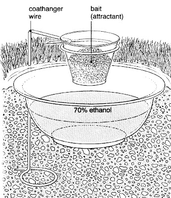 CENTRE for INSECT SYSTEMATICS (UKM): Pitfall and Dish Traps