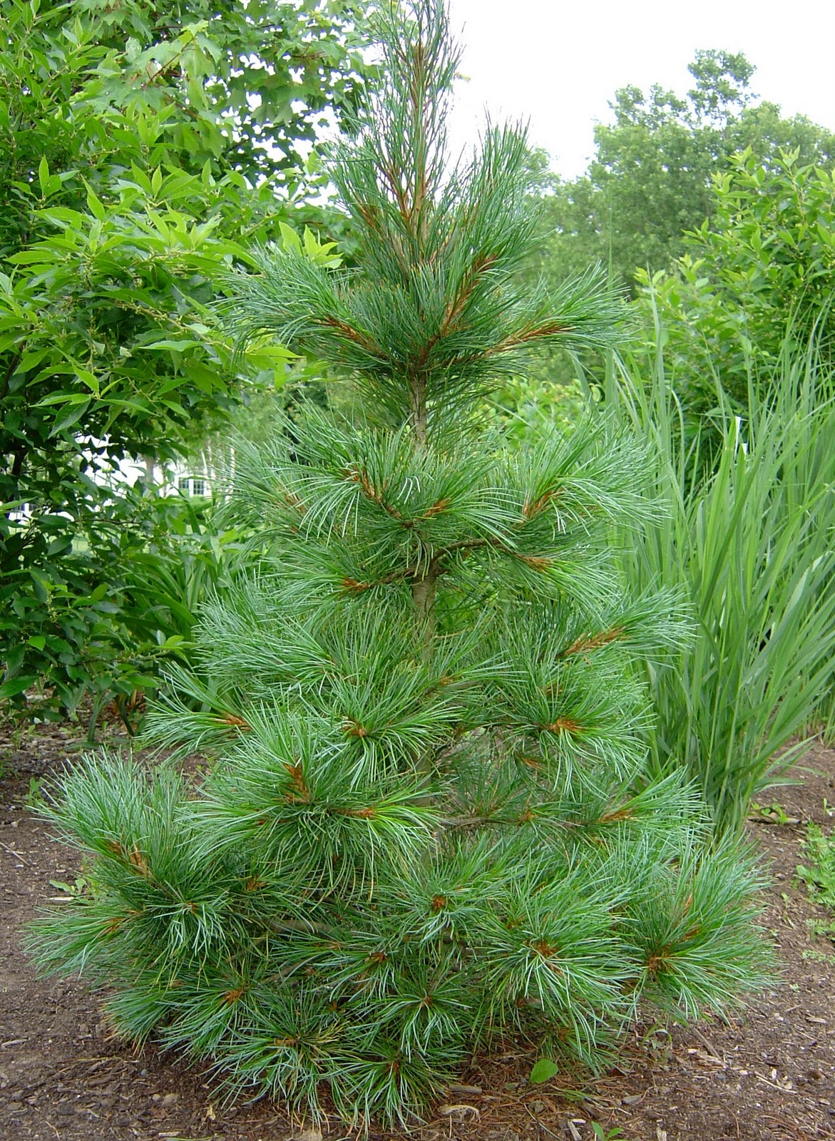 Plant Inventory at 20 Timothy : Pinus cembra / Swiss Stone Pine