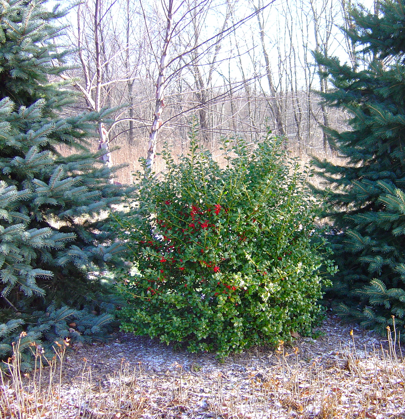 Plant Inventory at 20 Timothy : Ilex x meserveae / Blue Holly