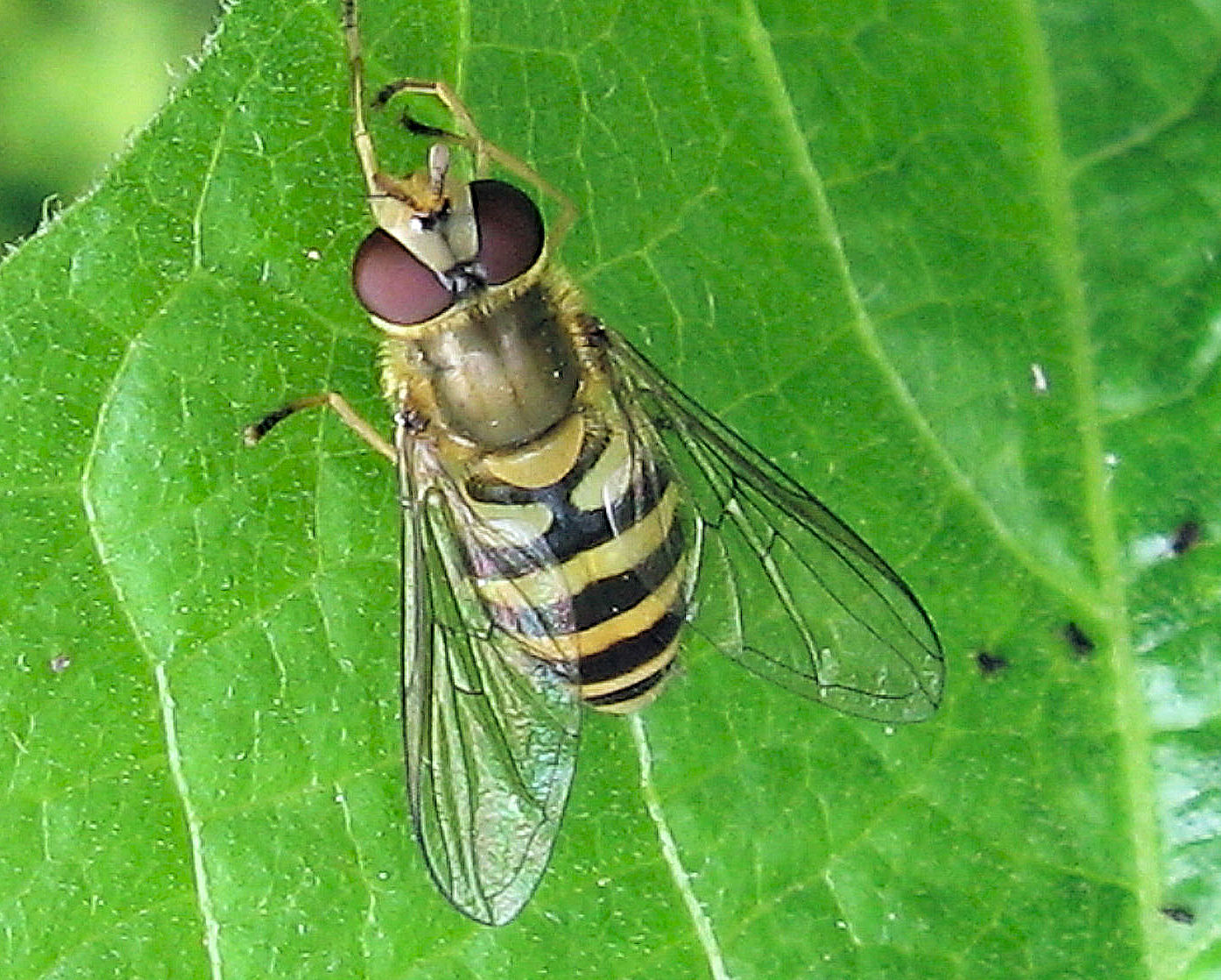 The Birds of Kent: Hoverflies in my Garden