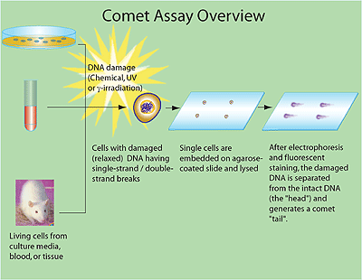 Comet assay: Comet assay overview