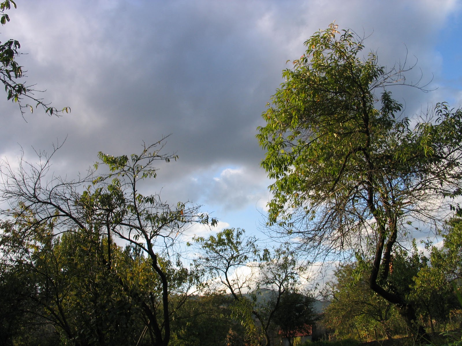 toplet: casele din toplet