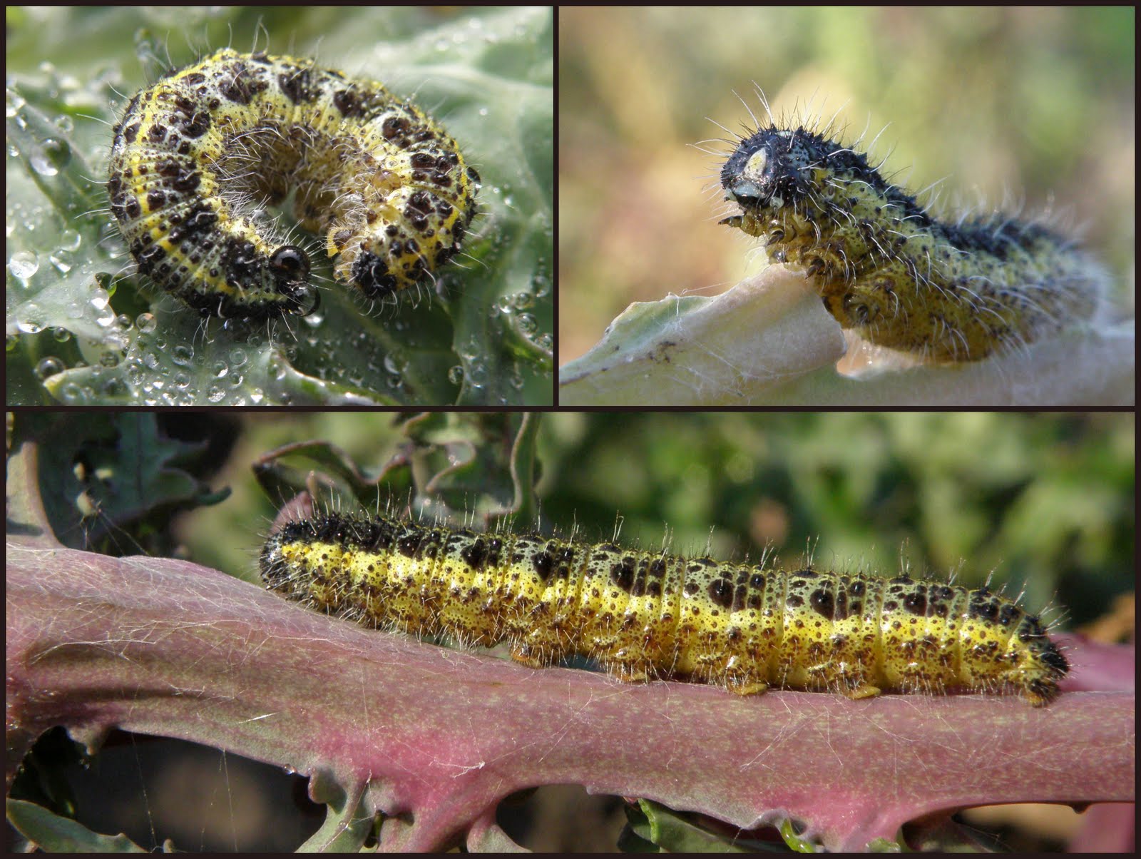 BEIJUMNIEUWS: FOTO'S UIT DE WIERSHOECK- EN SCHOOLTUIN (65)