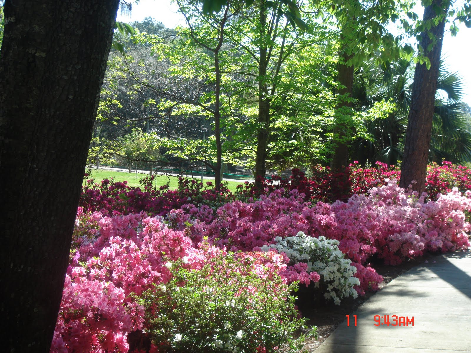 Southern Smorgasbord: Mobile, The Azalea City