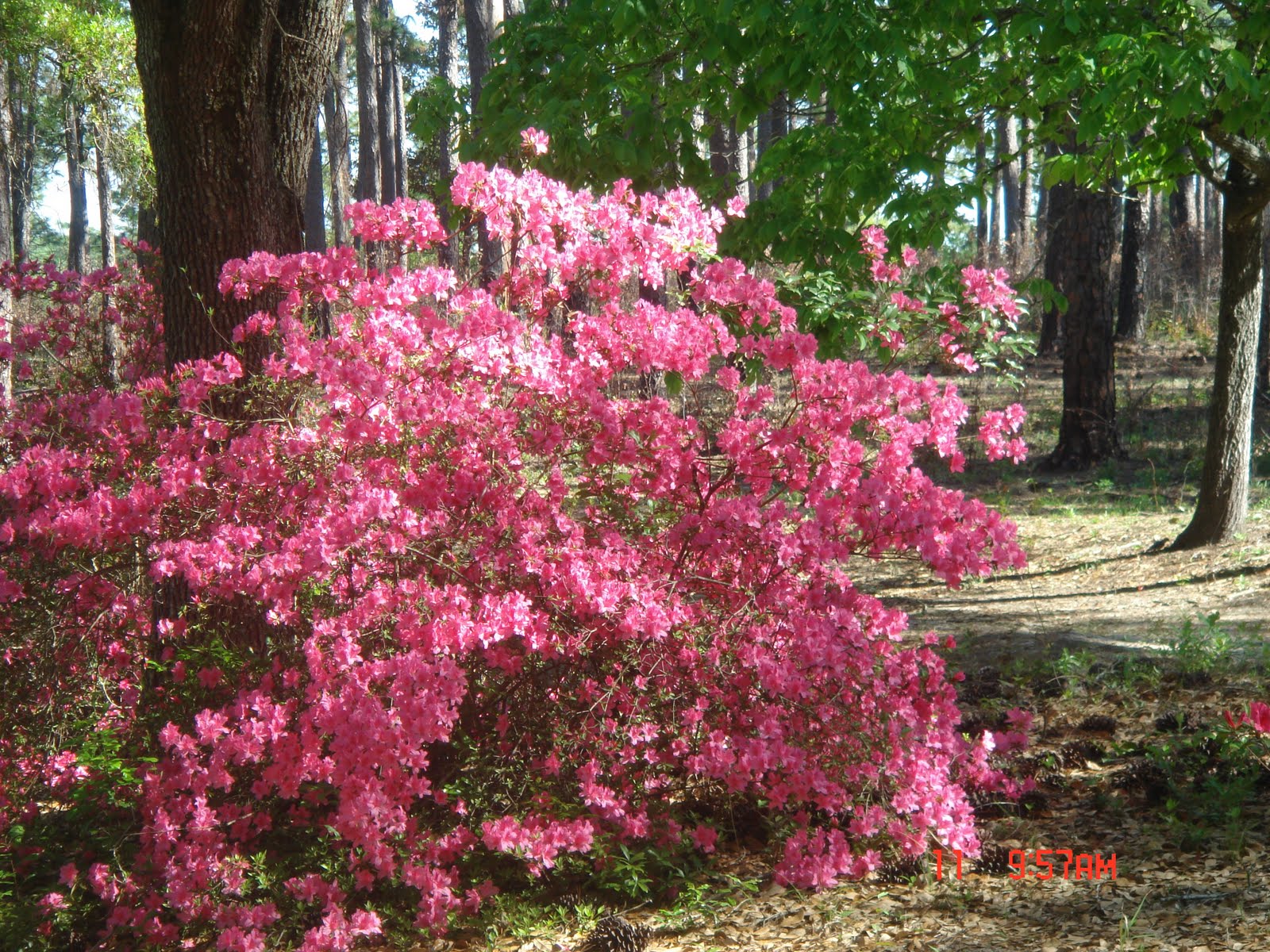 Southern Smorgasbord: Mobile, The Azalea City