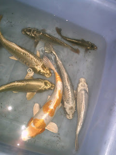Special Koi Type | Koi Fish Care Info