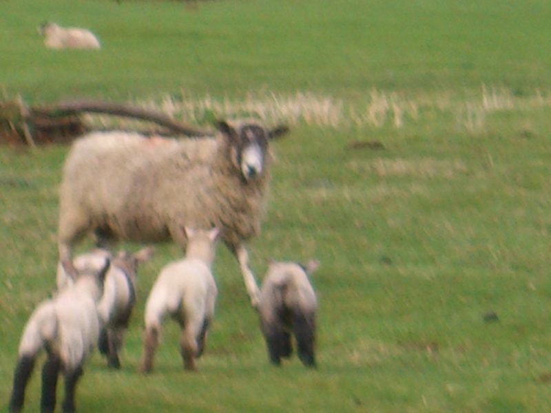 Karen Tarlton: Spring in the Cotswolds, England