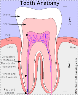 My Dentist Online: LAYERS OF THE TOOTH
