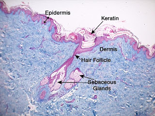 per 2 lab table 8 physio blab: ex7: the skin & other body membranes