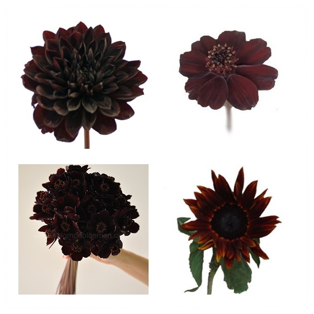 Blog: Chocolate + Cupid = Love