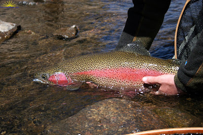 Fly Currents Fishing Report and News: Taylor River