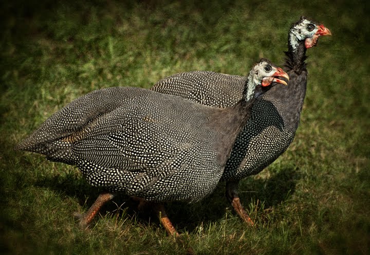 Dan Routh Photography: Guinea Fowl