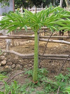 Wedank Kopie: TANAMAN UMBI-UMBIAN TRADISIONAL