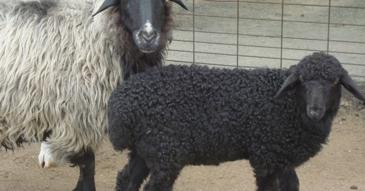 Barnyard Blog: Endangered Animal Spotlight: Karakul Sheep
