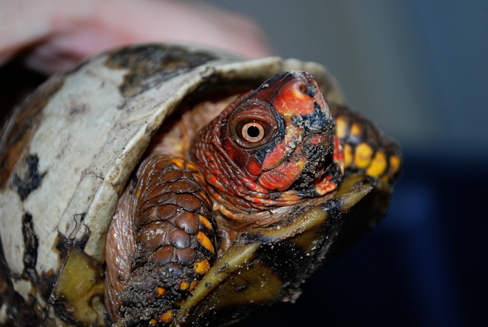 Fluffy turtle - Clumsy Crafter