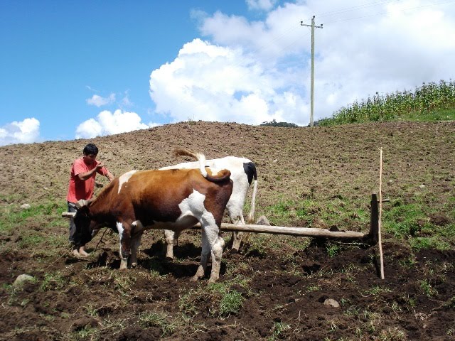 PORTAL TURISTICO DEL DISTRITO DE TONGOD