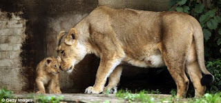 Your Daily Cute: Cute Baby Lions Born!