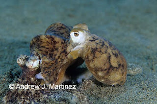 Everything Octopus: Atlantic Longarm Octopus Pictures