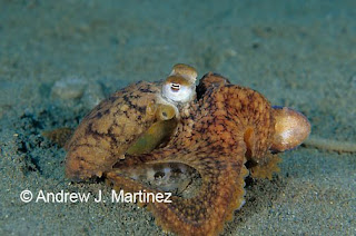 Everything Octopus: Atlantic Longarm Octopus Pictures