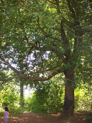 The Natural Naturalist: Oregon Myrtlewood