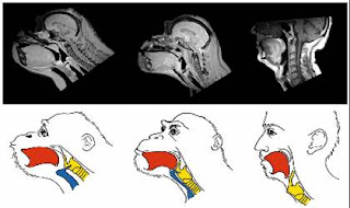 Innovations to the human vocal apparatus - Languages Of The World