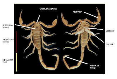 Scorpion Evolution (by Bob Crean): The Basics