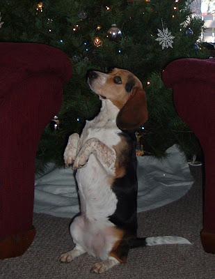 Beagle Basics: Christmas Beagles