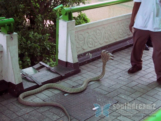 5 Headed snake in India ~ WORLD OF STORY