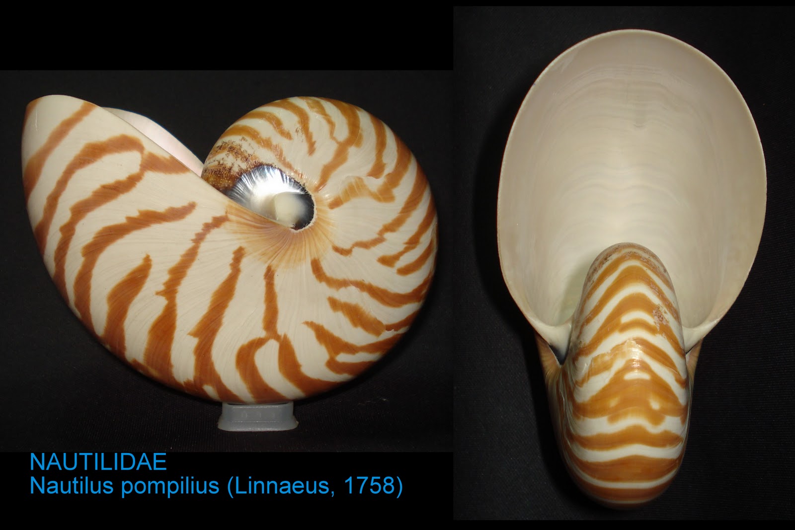 Colecionador de Conchas: NAUTILIDAE