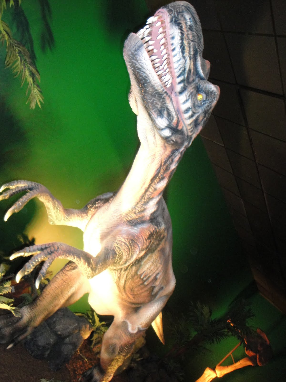 experiencia en san antonio tx: MUSEO WITTE ( SAN ANTONIO TEXAS )