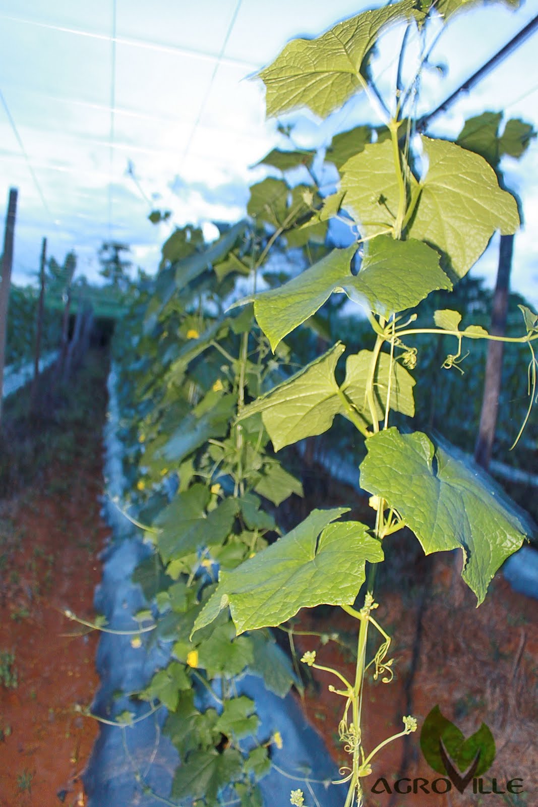 Agriculture Is Our Business: Tanaman Petola