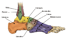 La Podologia: Els peus