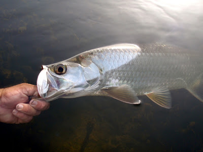 ANGLING ON THE FLY: Photography: Yucatan Baby Tarpon