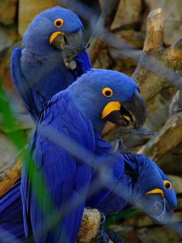 Conheça a Caatinga: JUNHO - Mês da FAUNA da Caatinga