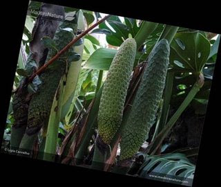 SMS 8C: FRUTO DELICIOSO