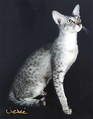 All Oriental Cat | Top Cat Directory