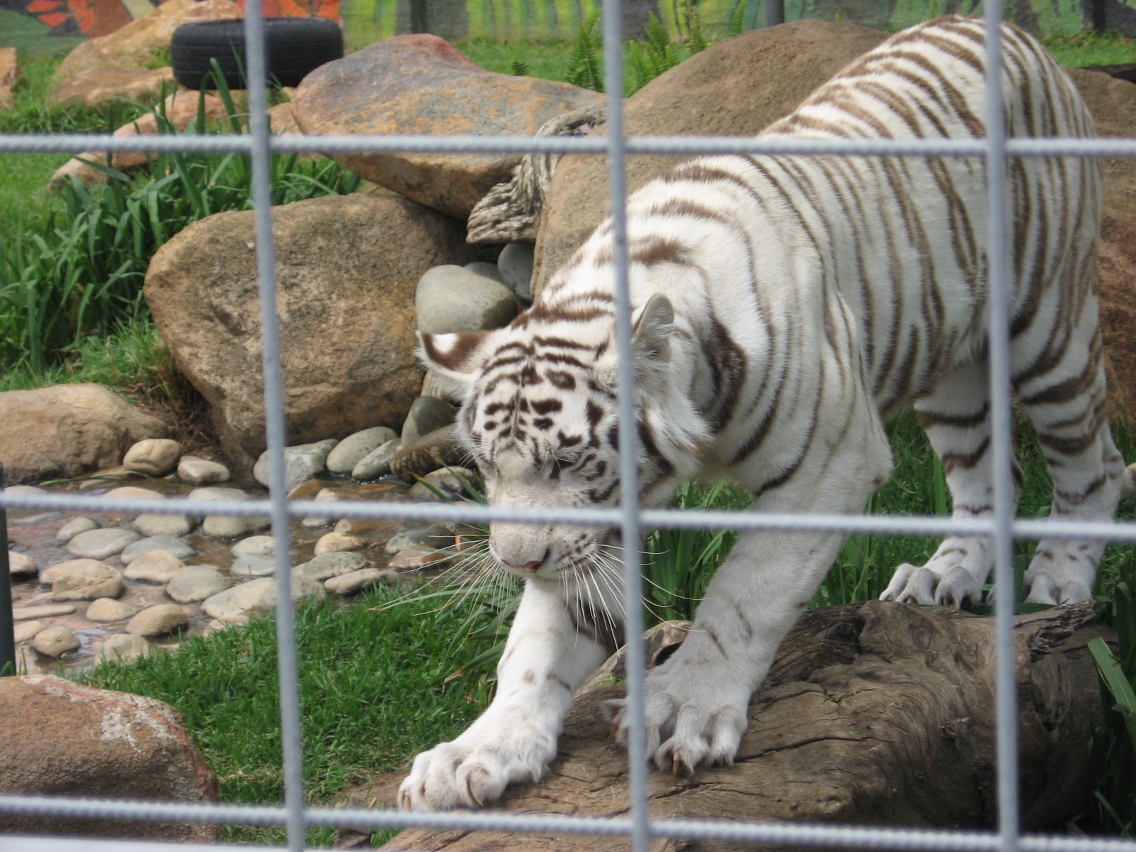 Plebs with Kids: Lory Park Zoo, Midrand (JHB)