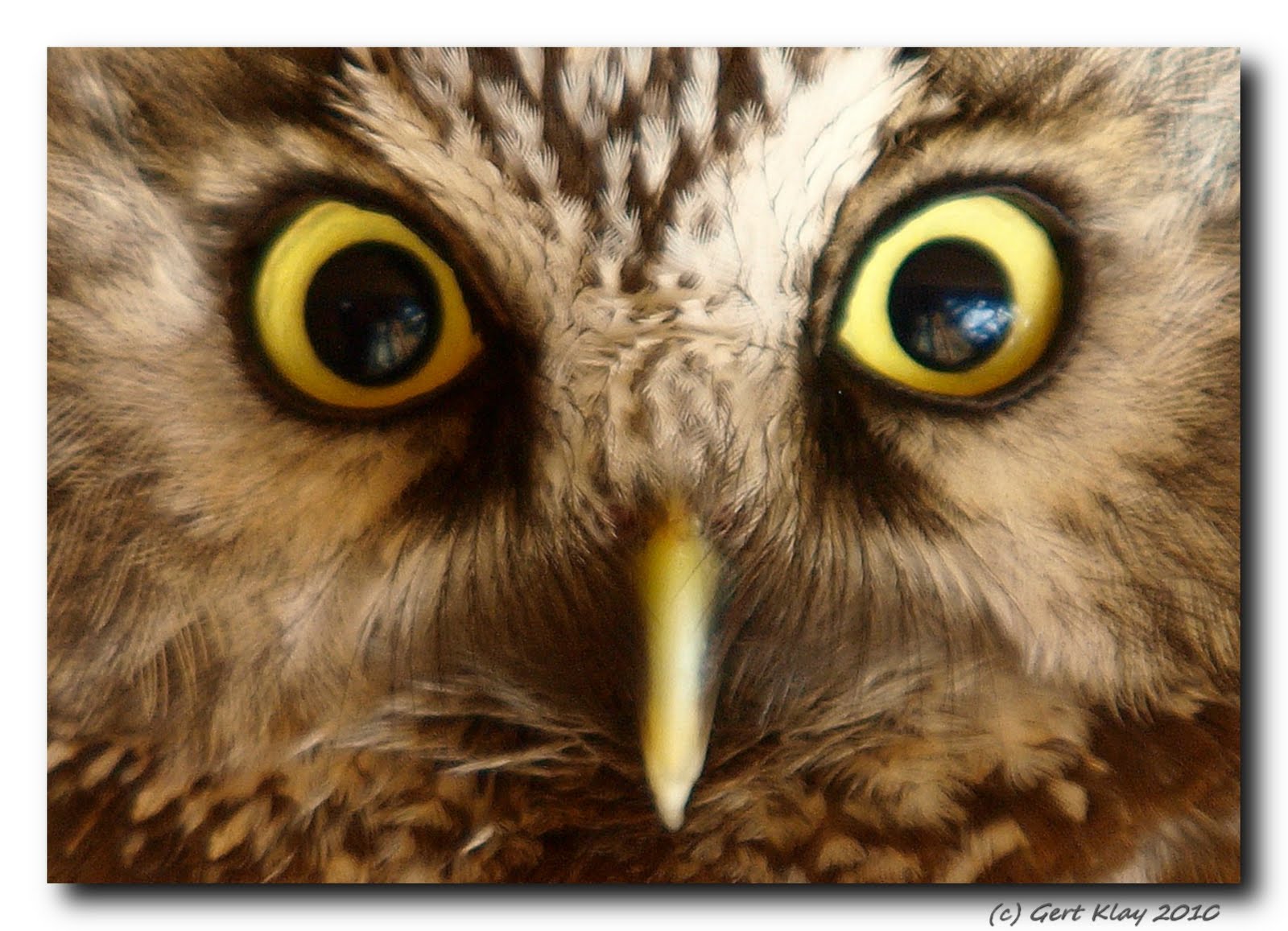 Alles is biodiversiteit: CSI Braakballen