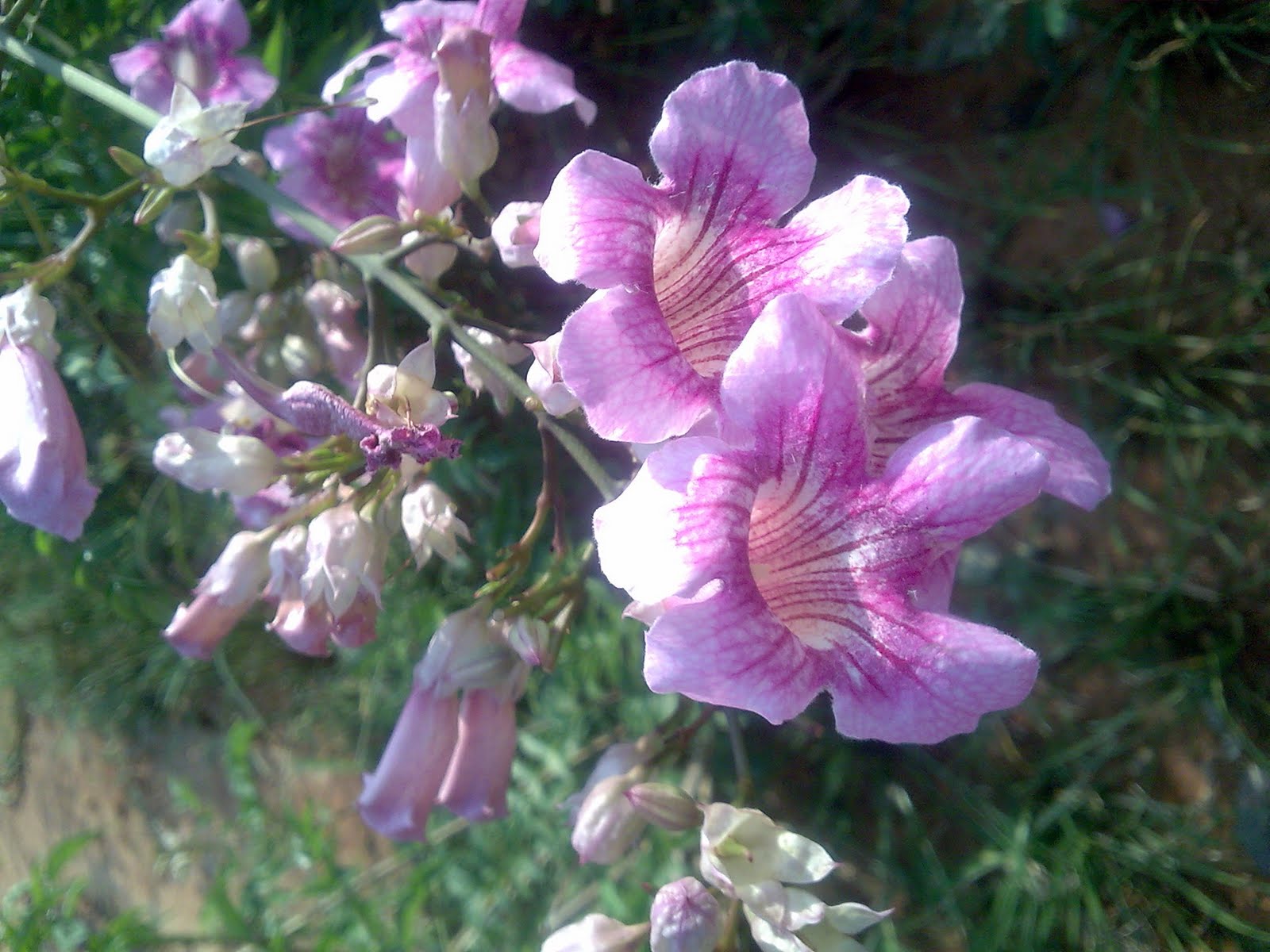 Flora & its Botanical Name: Zimbabwe Creeper