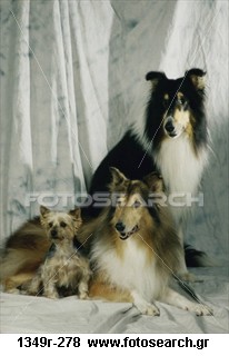 dogs: Γκολντεν ριτριβερ