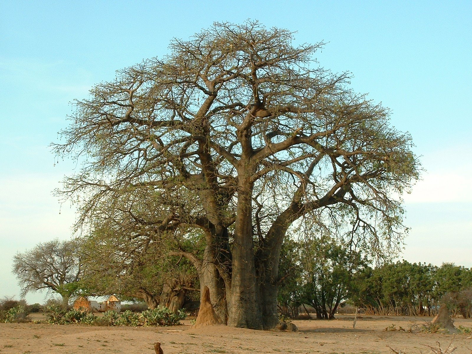 ONDJIRA SUL: Poesia de Namibiano Ferreira e Cultura Angolana.: 2009