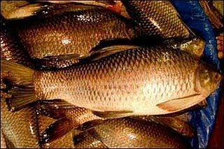 Beautiful Fish: Putian Fish