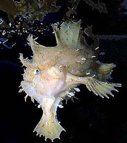 Fish and Fish: Sargassum Fish