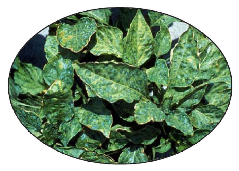 Pepper Mottle Virus ~ TANAH KITA